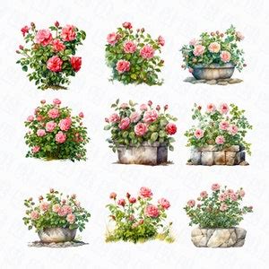 Watercolor Garden Roses Png Clipart Set Floral Graphics Rose