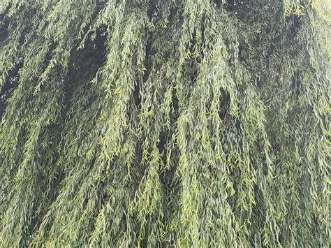 Green Foliage Of A Weeping Willow Tree Background And Texture Stock Image Image Of Care