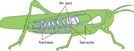 Arthropoda Kurts Biology