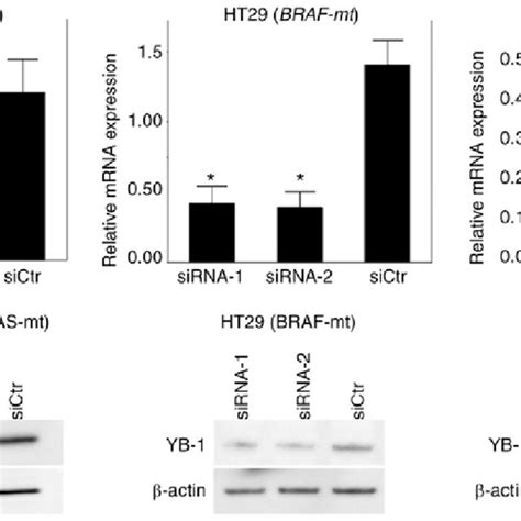Knockdown Of Yb 1 Induces Expression Of Apoptosis Related Genes In
