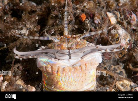 Bobbit Worm With Its Jaws Extended Bobbit Worms Eunice Aphroditois Are Aggressive Predatory