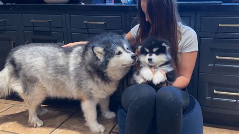 Puede Un Malamute Comer Un Normal