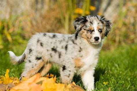 Miniature Australian Shepherd Dog Full Grown