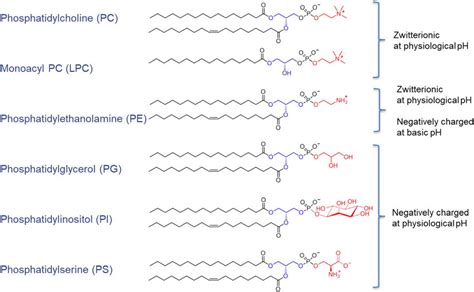 Chemical Structure Of Phospholipids Download Scientific Diagram