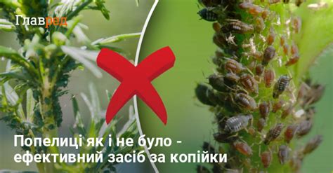 Як позбутися попелиці простим способом чим краще обприскати дерева Главред