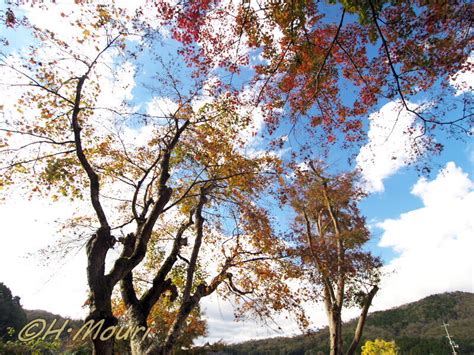 唯称庵跡の紅葉安芸高田市 夢楽の風まかせ