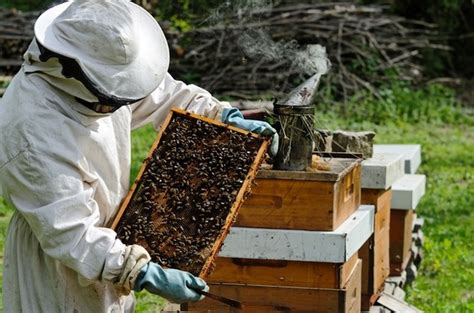 A Beginners Guide To Beekeeping Apiculture Ebook Included