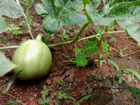 Very Small And Newly Sprouting Watermelon Fruit On Plant Stock Image