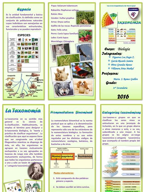 Modelo De Triptico Pdf Taxonomía Biología Taxón