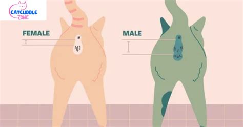 How To Tell Cat Gender By Face Vet Approved Guide