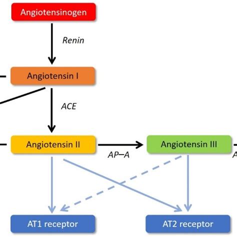The Reninangiotensin System Ras The Main Effectors Of The Ras