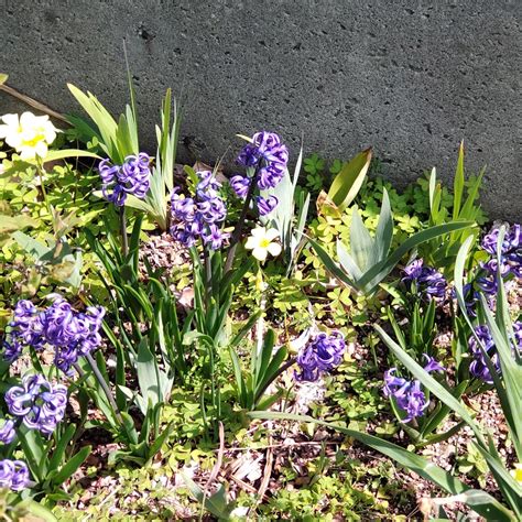 なんだか～ Shell Beans