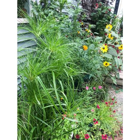 Papyrus Ornamental Grass Pinetree Garden Seeds