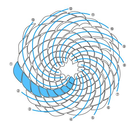 Fibonacci And Pinecones Fibonacci Spiral Pattern Dna Molecule