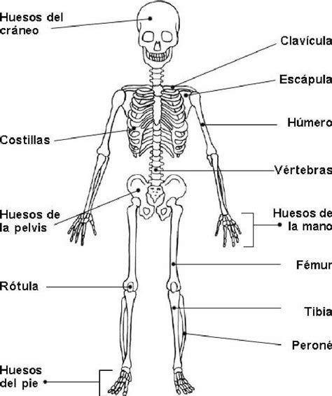 Sistema Oseo Para Ni Buscar Con Google Anatomy Teaching How To Plan Google Irma