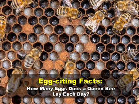 Egg Citing Facts How Many Eggs Does A Queen Bee Lay Each Day Easy