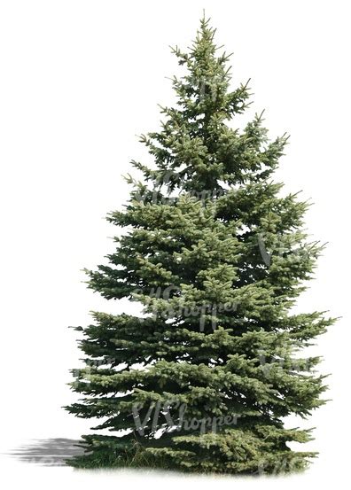 Fir Tree Drawing At GetDrawings Free Download