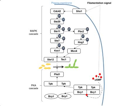 Simplified And Non Exhaustive Illustration Of The S Cerevisiae