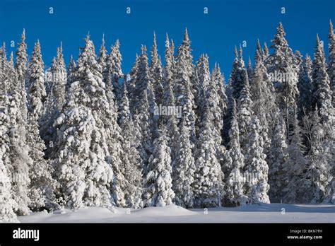 Trees Covered In Snow Stock Photo Alamy