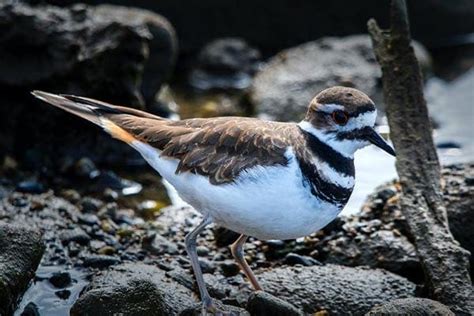 Bird Informer Killdeer Bird Identification Habits Facts Nesting