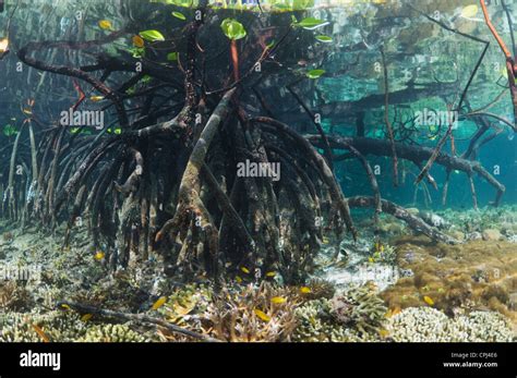 Mangroves Coral Reefs