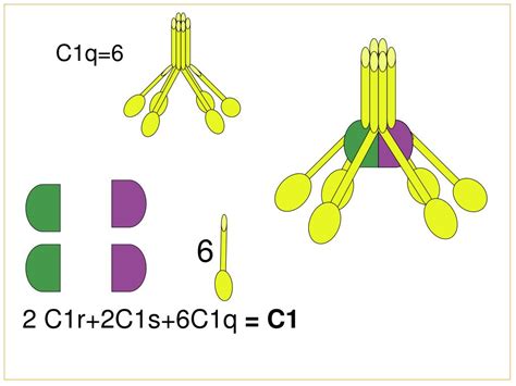 PPT Chapter Complement PowerPoint Presentation Free Download ID