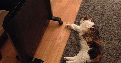 I Was Wondering Why My Cat Was Not Sleeping On The Bedshe Had