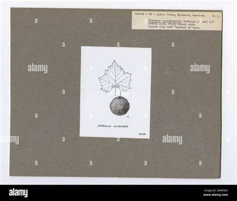Tree Identification Sycamore American Photographs Relating To