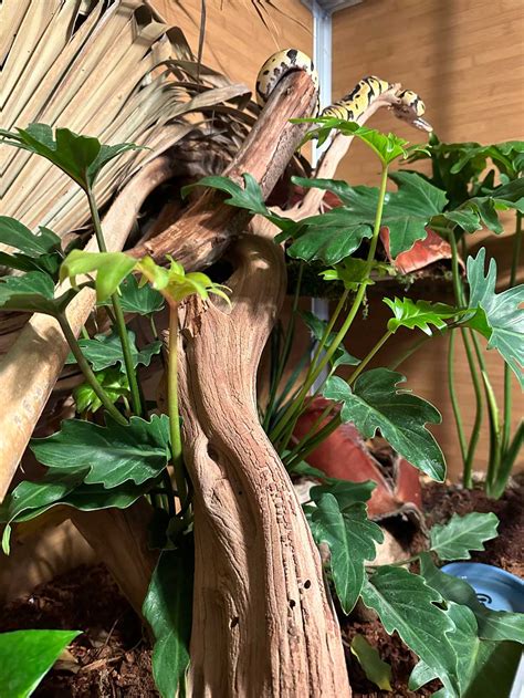 Ball Python Care Sheet Reptiles Heaven