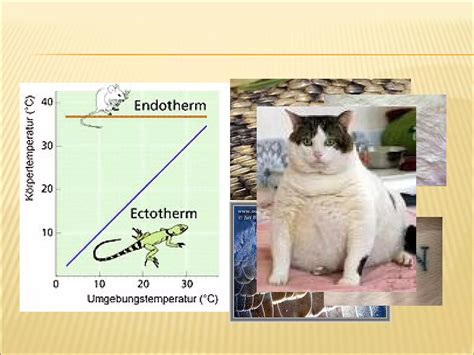 Presentation 13 Thermoregulation And The Integumentary System Ppt