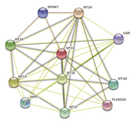 Protein Interaction Network And Gsea Of Mt1g A An Interaction Download Scientific Diagram