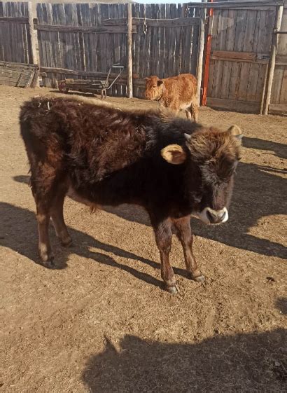 Буган халиун сүүний чиглэлийн үнээ зарна