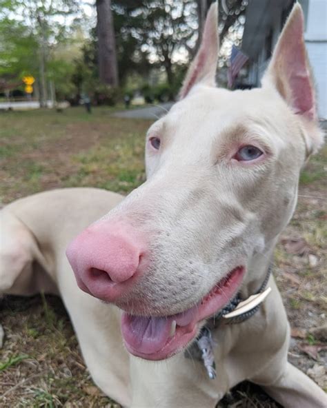 добер доберман доберман пинчер ДП 鹿 Black Sunset 鹿 ВКонтакте