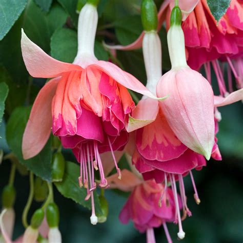 Buy Fuchsia Marbeller Orange King Plants J Parkers