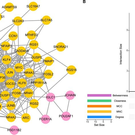 protein protein interaction network a the protein protein interaction