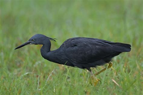 Z9f 0392 T Slaty Egret Egretta Vinaceigula Different Sp… Flickr