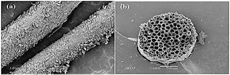 Sem Of A Typical Sample Of Raw Dpf Displays A Its Cylindrical Shape Download Scientific