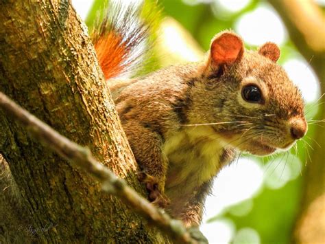 Ginger The Red Squirrel Is Back R Squirrels