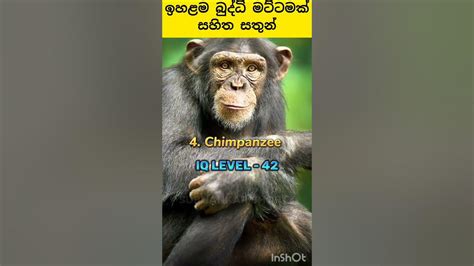 පෘථිවිය මත ජීවත් වුණු සහ ජීවත් වන සතුන් අතරින් ඉහළම Iq අගයන් සහිත සතුන් 10 Youtube