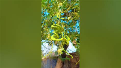 जलेबी का पेड़ Jalebi Tree After का पेड़ कैसे दिखता है Ytshort