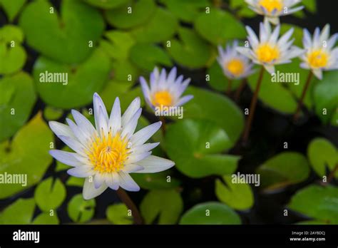 Waterlilies Flowering In A Big Jar At A Store In Solo Surakarta A