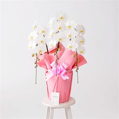 6分咲き 胡蝶蘭3本立白 1 5万円コース3033輪程度 KO769 SP GiftS Yahoo 店 通販 Yahoo