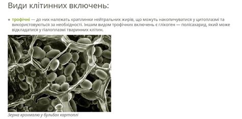 Презентація Структура еукаріотичної клітини клітинна мембрана
