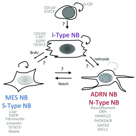 Phenomes Of NB Cells With Cancer Stem Cell Or Tumor Initiating Download Scientific Diagram