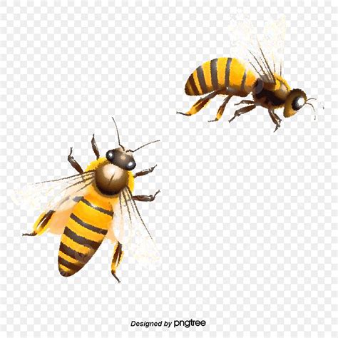 꿀벌 수채화 이미지 소재 수채화 곤충 벌 Png 일러스트 및 벡터 에 대한 무료 다운로드 Pngtree