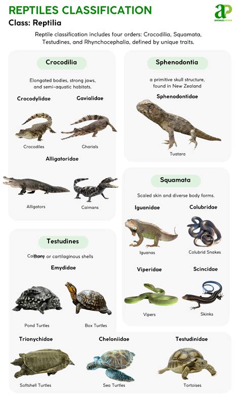 Reptiles Classification Characteristics Types Behaviors And Feeding