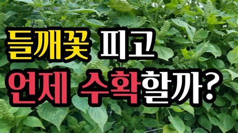 들깨 꽃 피고 언제 수확할까요들깨재배방법들깨꽃들깨추비들깨웃거름들깨화방들깨꼬투리들깨수확시기