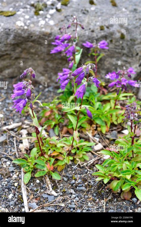 Dusky Penstemon Penstemon Whippleanus Is A Perennial Herb Native To