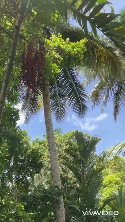 වඳුරො පොල් ගස් නගිනො දැකලා තියෙද Youtube