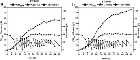 Fed Batch Fermentation For L Threonine Production In E Coli Strains
